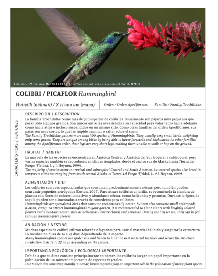 Colibrí / Picaflor - Revista Landuum