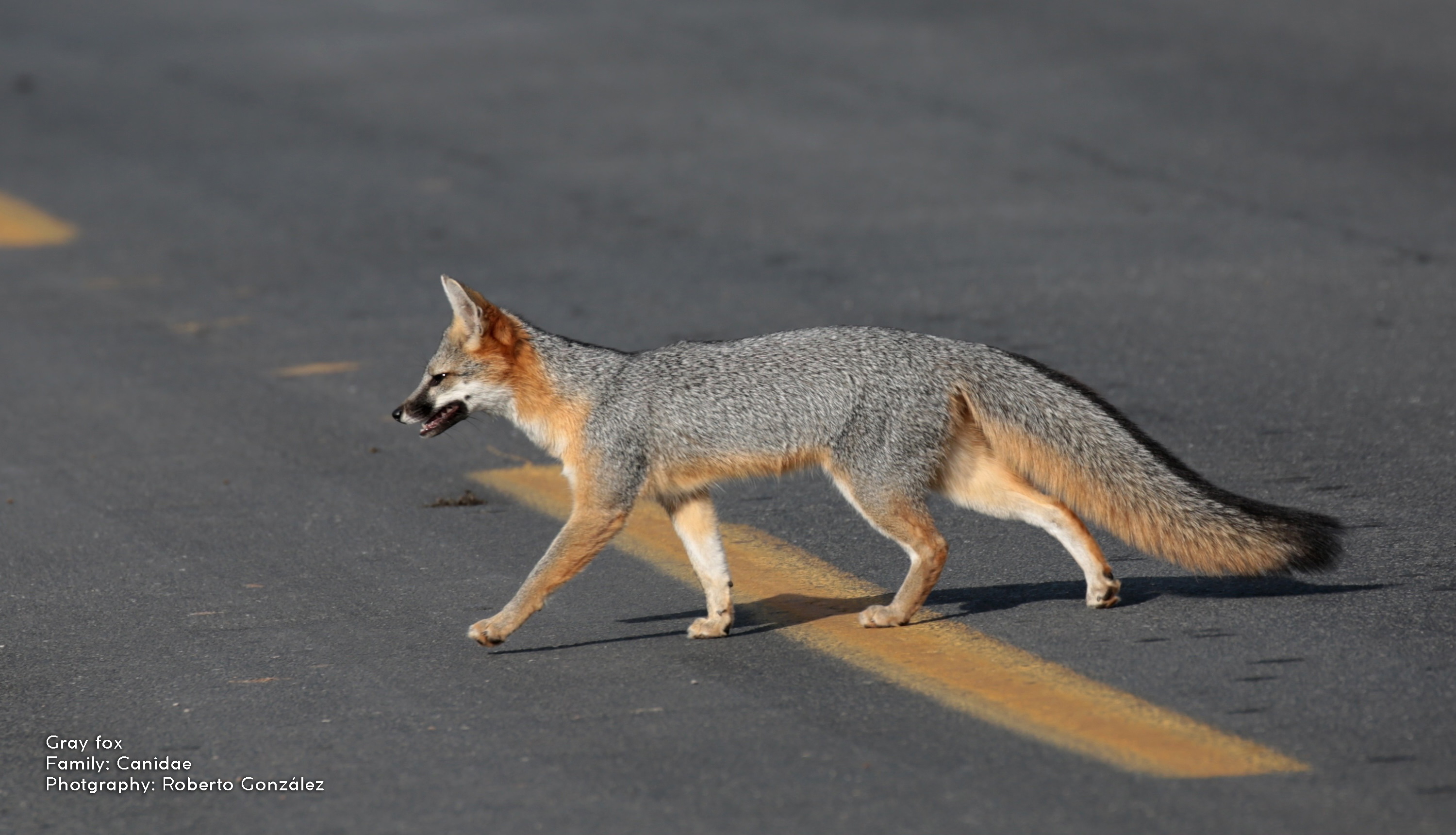 THE RETURN OF THE DISPLACED ANIMALS – Revista Landuum