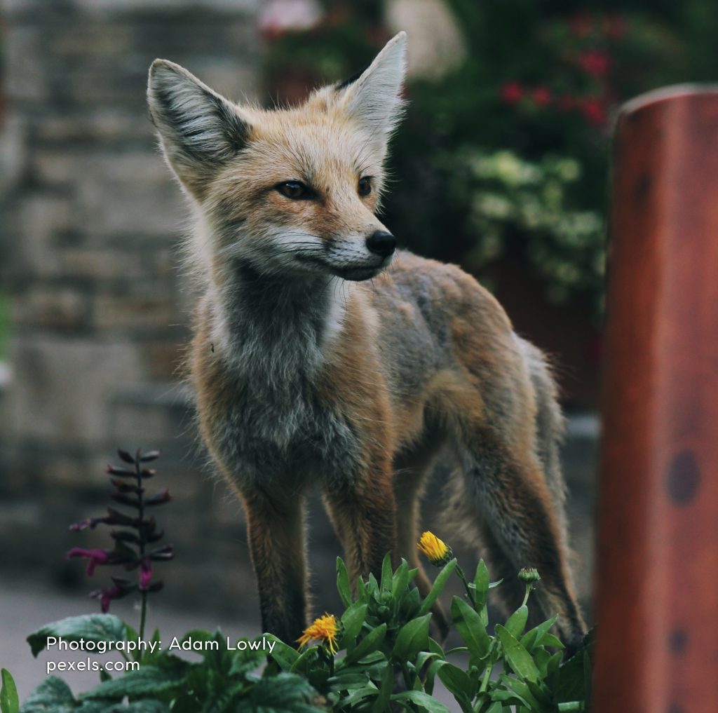 THE RETURN OF THE DISPLACED ANIMALS - Revista Landuum