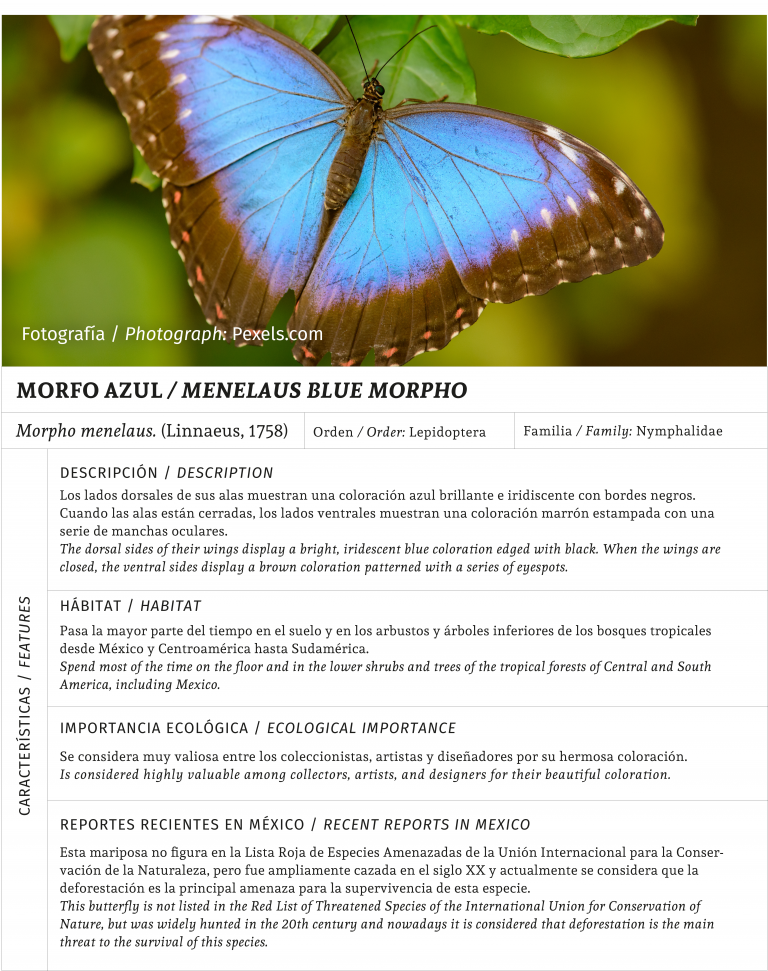 MORFO AZUL - Revista Landuum