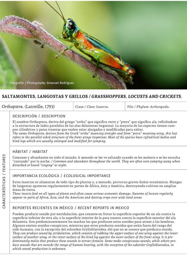 Saltamontes, Langostas y Grillos - Revista Landuum