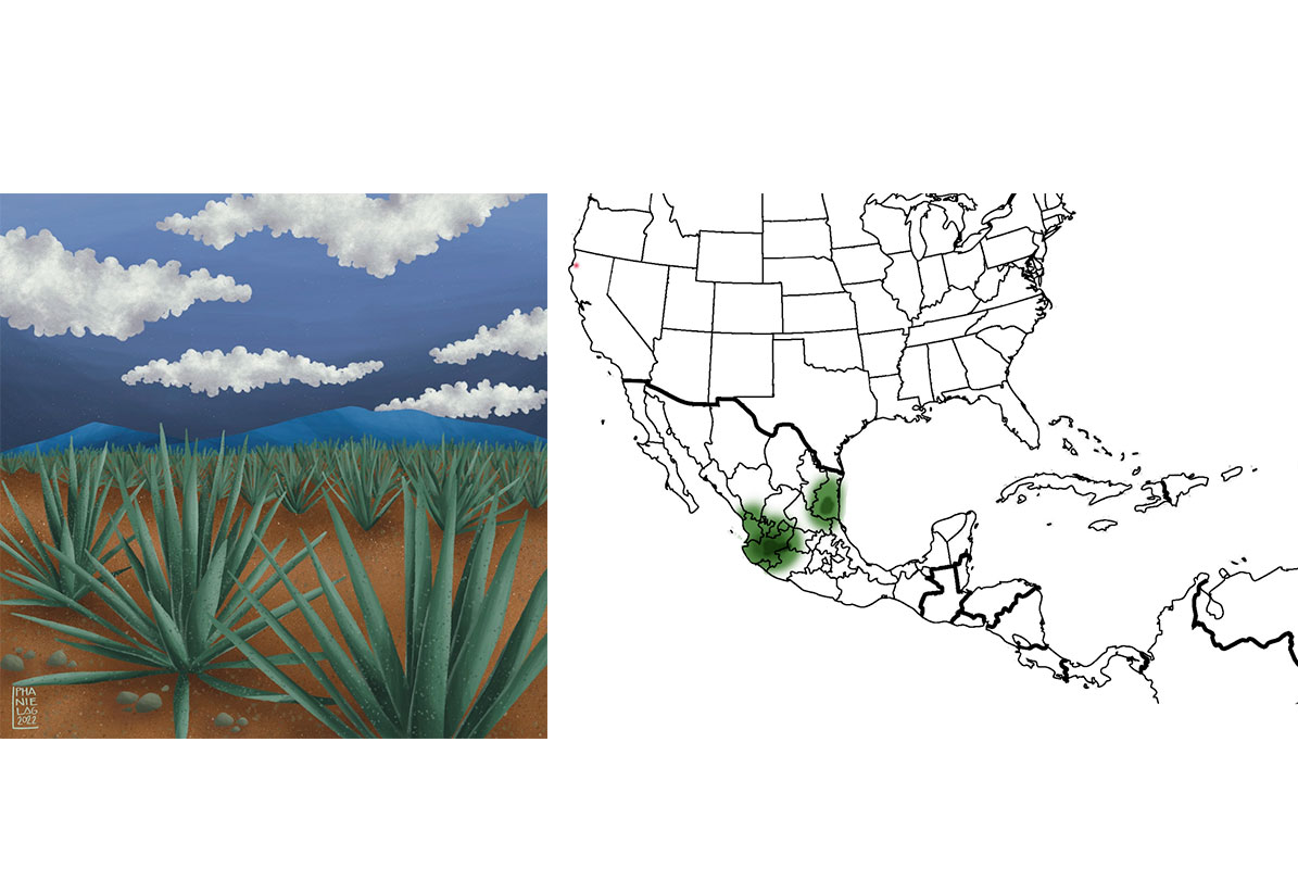 Blue Agave - Revista Landuum