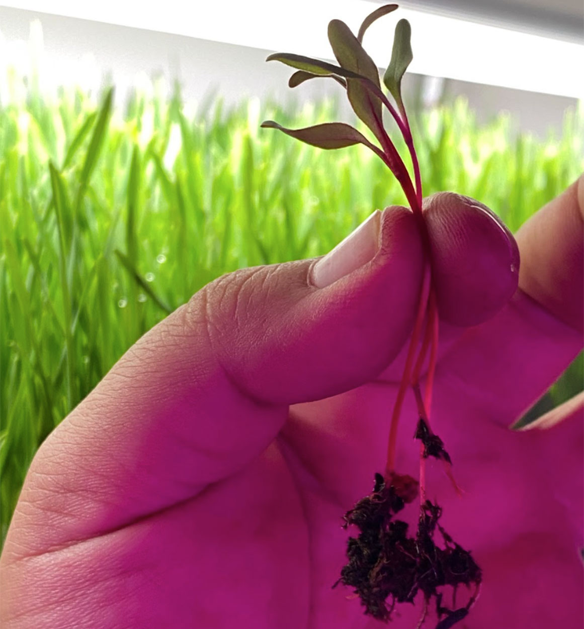 Microgreens - Revista Landuum