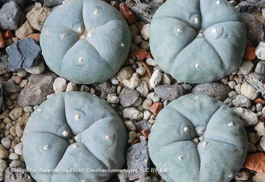 Tiburón Ballena - Revista Landuum