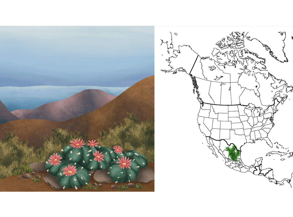 Peyote - Revista Landuum