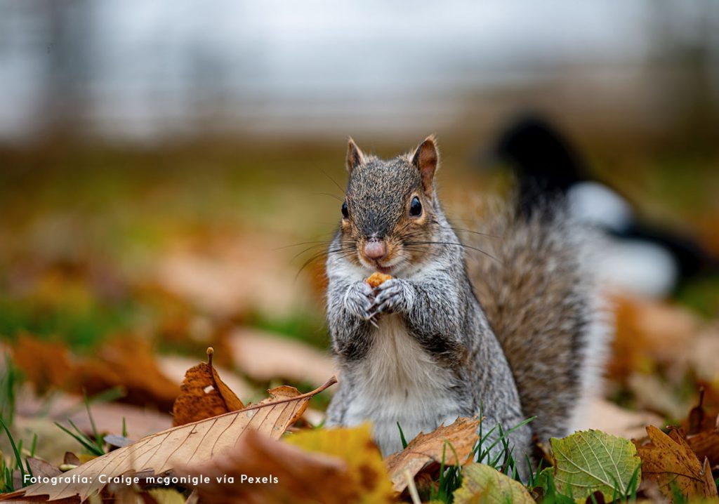 Edible plants you can grow at home - Revista Landuum
