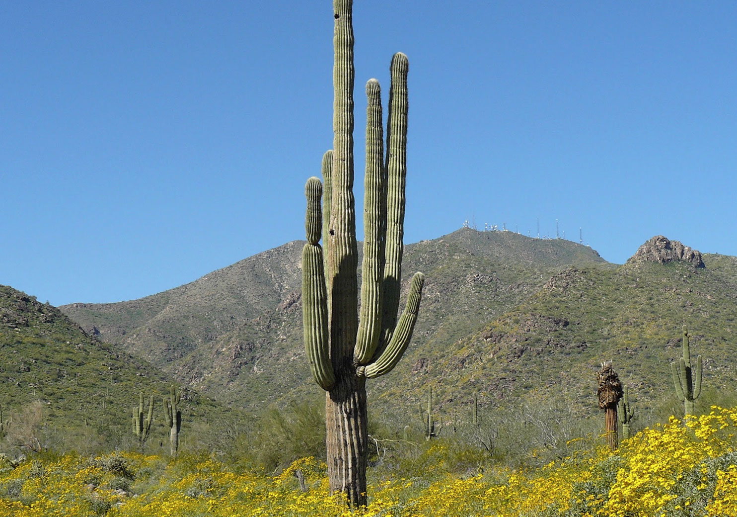 Sahuaro - Revista Landuum