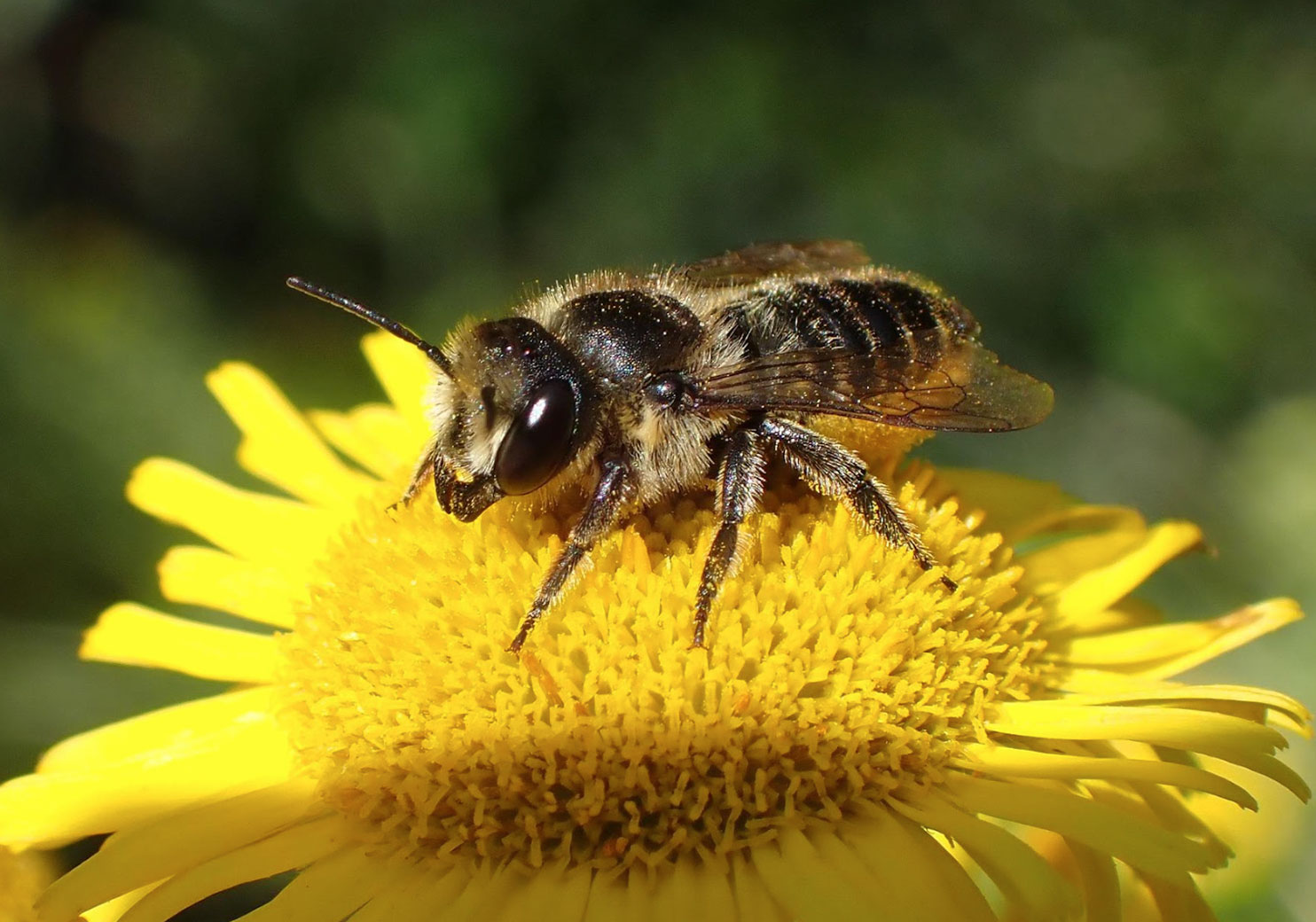 Abejas… ¿Solitarias? - Revista Landuum