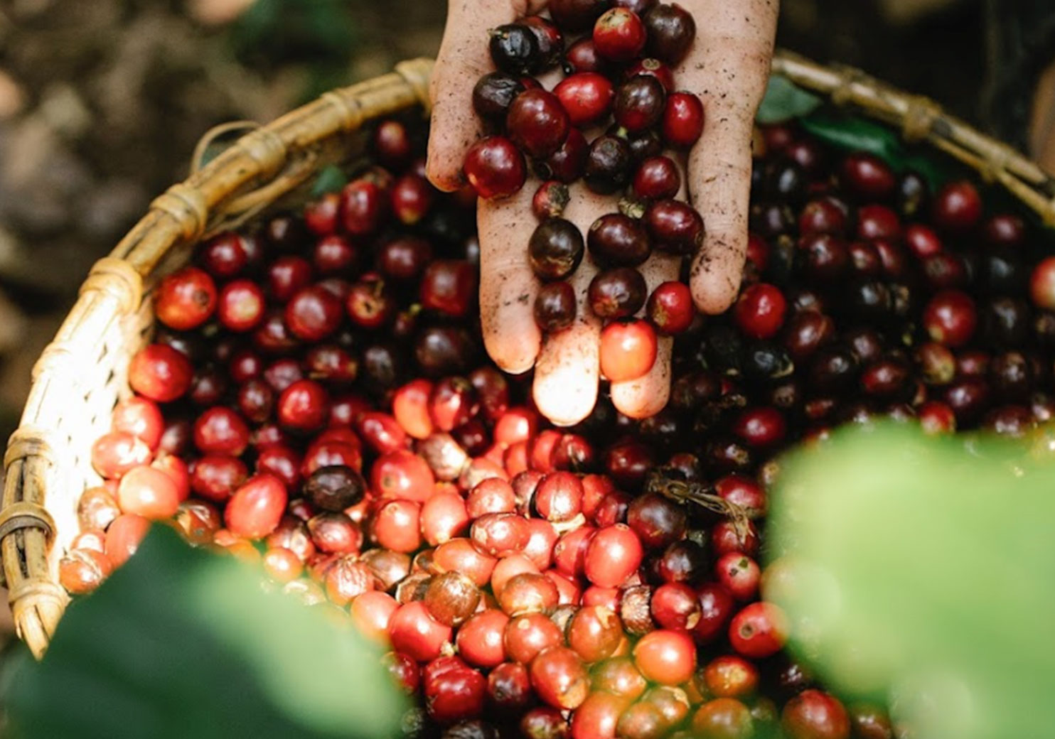 ¿A qué le llamamos orgánico? - Revista Landuum