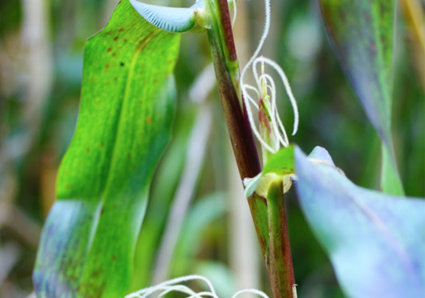 Mexican Teosinte - Revista Landuum