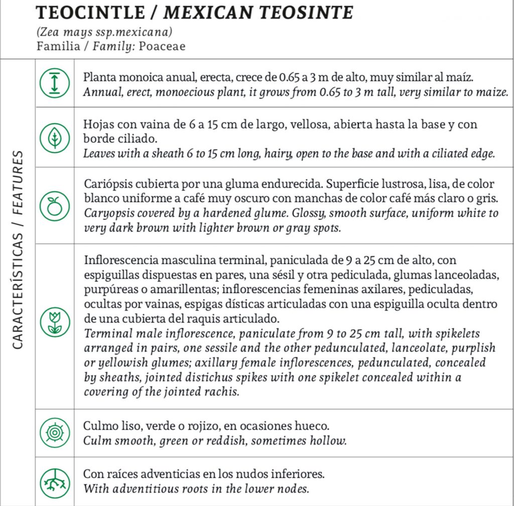 Mexican Teosinte - Revista Landuum