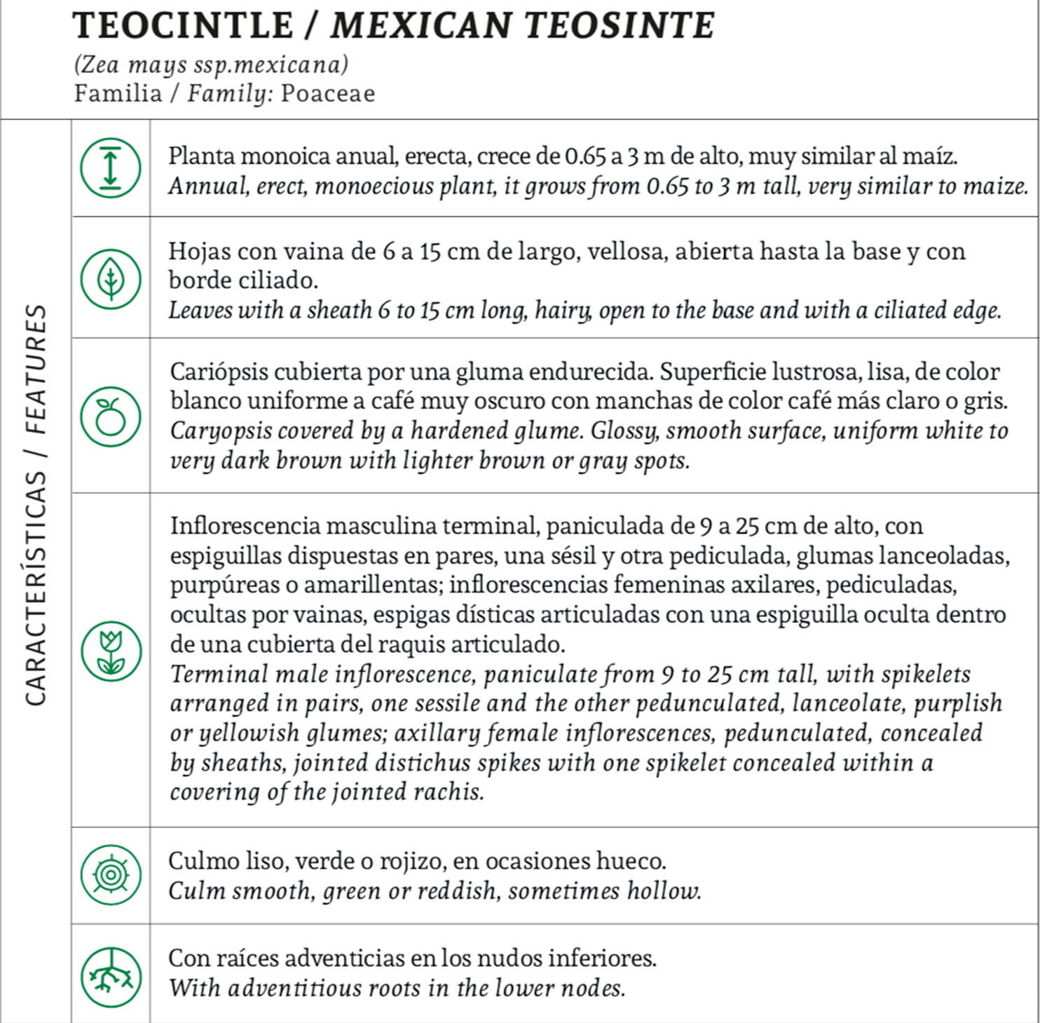 Mexican Teosinte - Revista Landuum