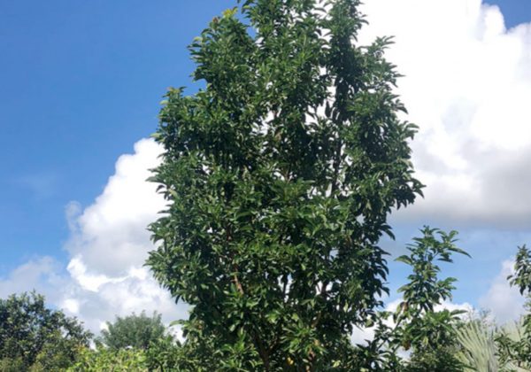 Mexican Avocado - Revista Landuum