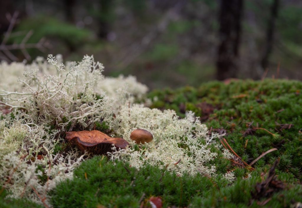 Soil and Landscape: the skin of the earth - Revista Landuum
