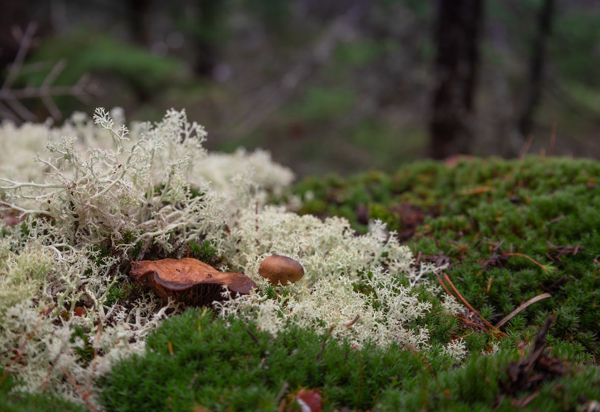 Soil and Landscape: the skin of the earth - Revista Landuum