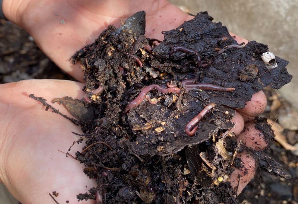 Vermicomposting at home: Let’s return to the soil what belongs to it ...