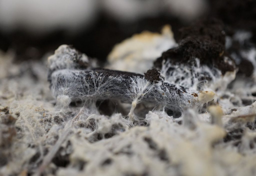 Fungi - Revista Landuum