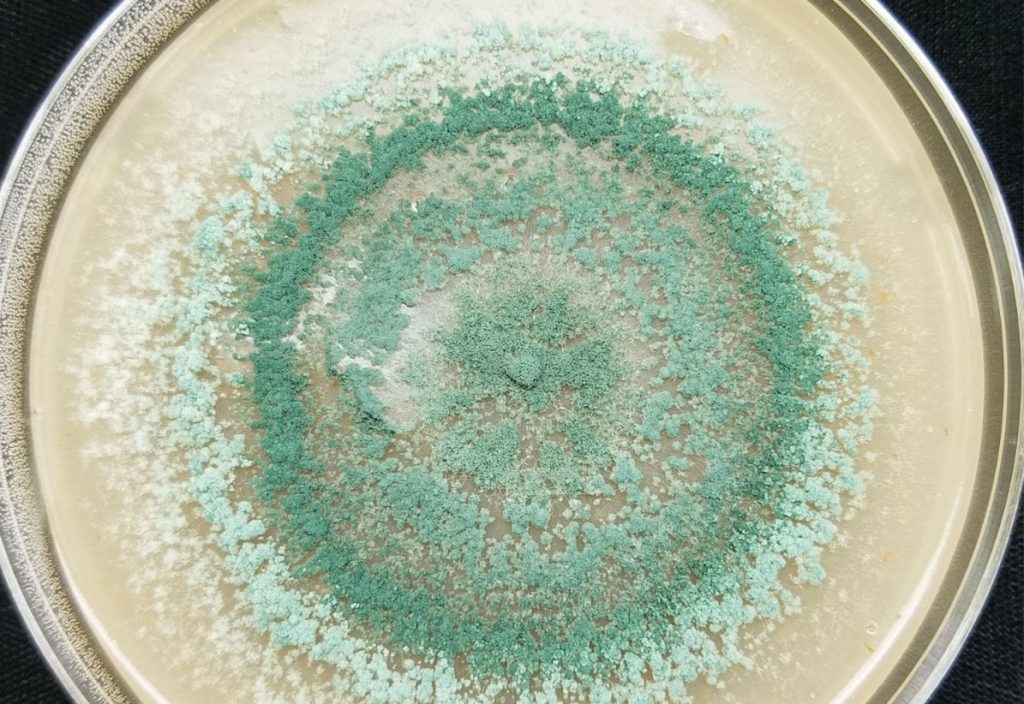 Fungi - Revista Landuum