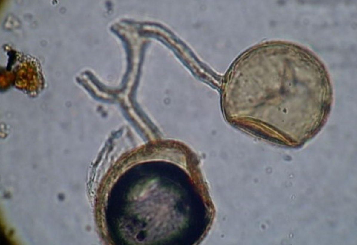 Fungi - Revista Landuum