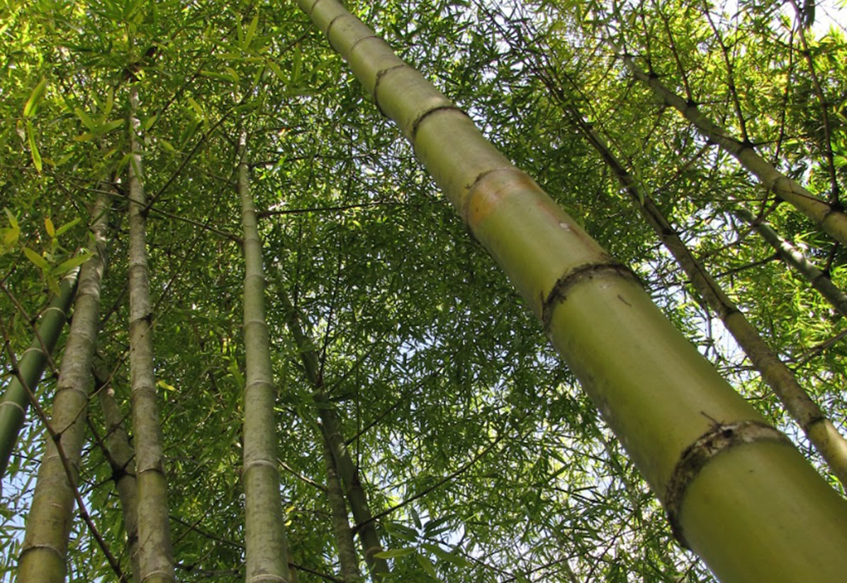 Guadua - Revista Landuum