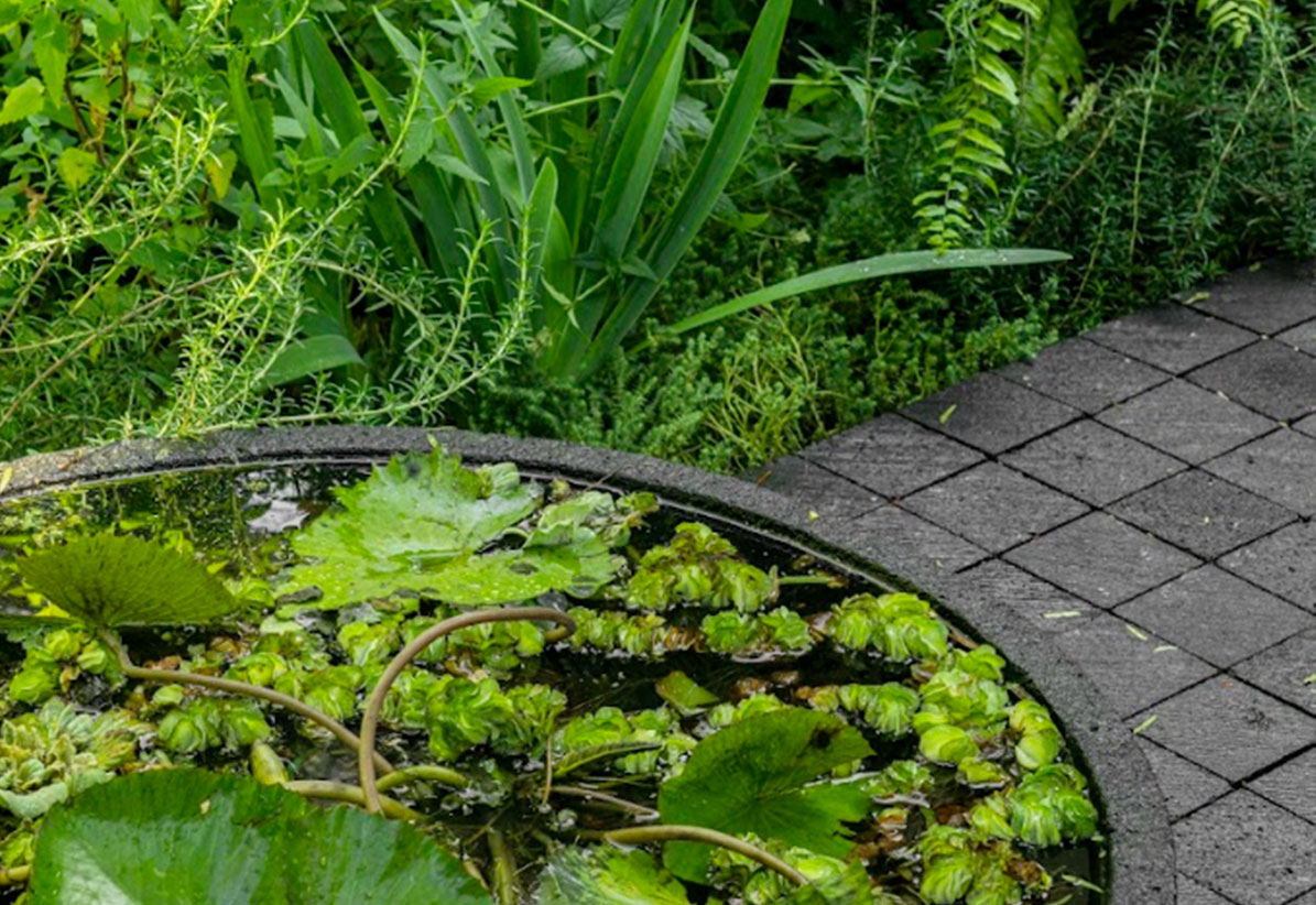 Pedregal ́s Lava Garden - Revista Landuum