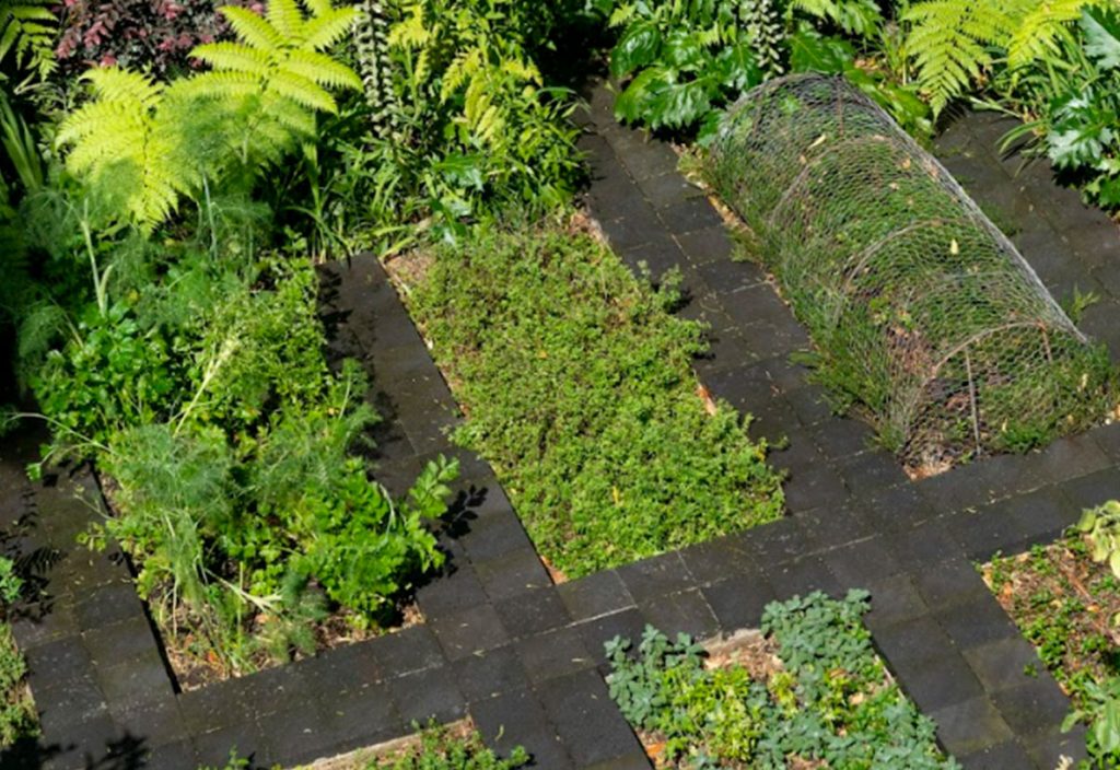 Pedregal ́s Lava Garden - Revista Landuum