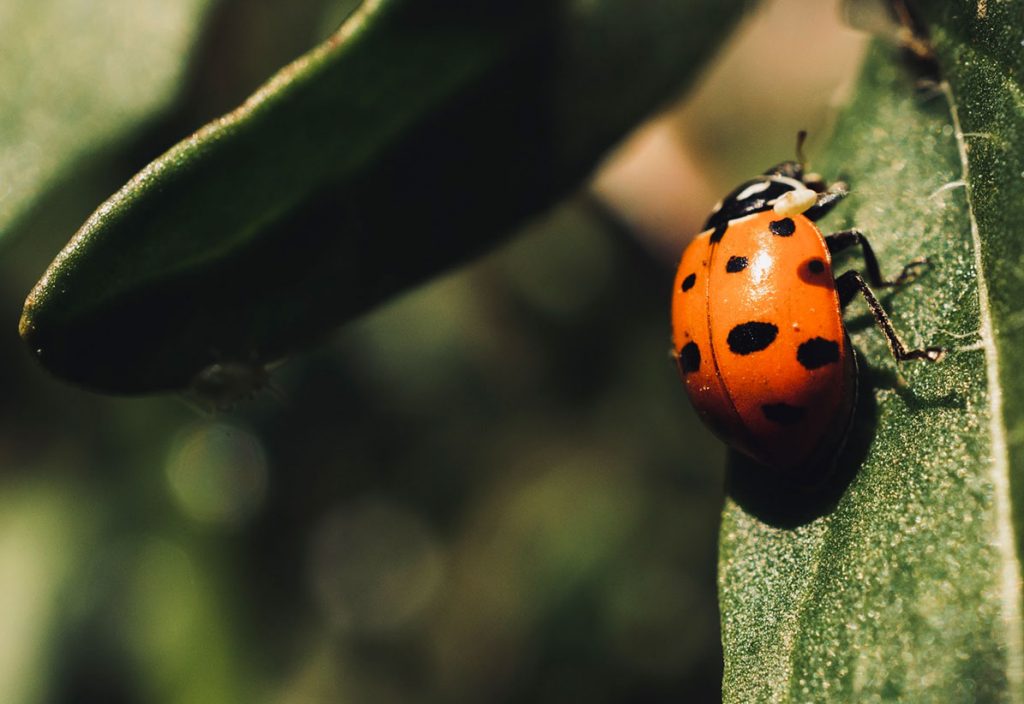 En este cacho de tierra - Revista Landuum