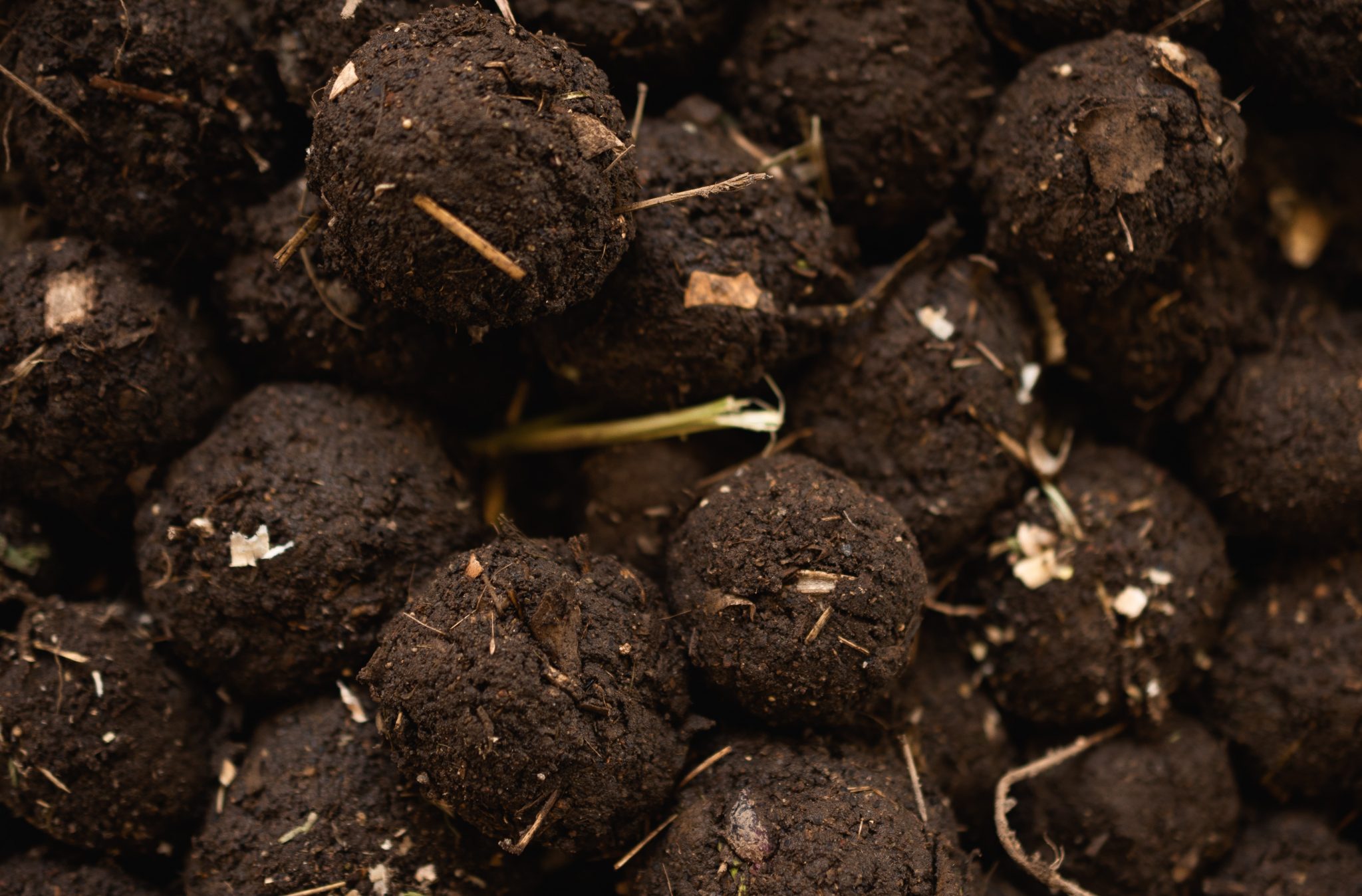 Seed balls - Revista Landuum