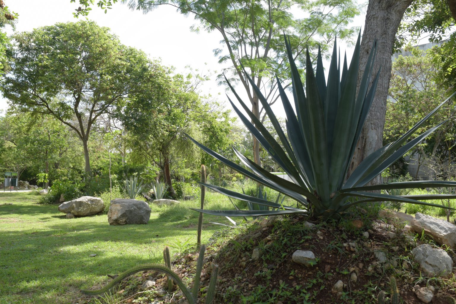 Xeriscaping. The future of landscaping in the face of climate change ...
