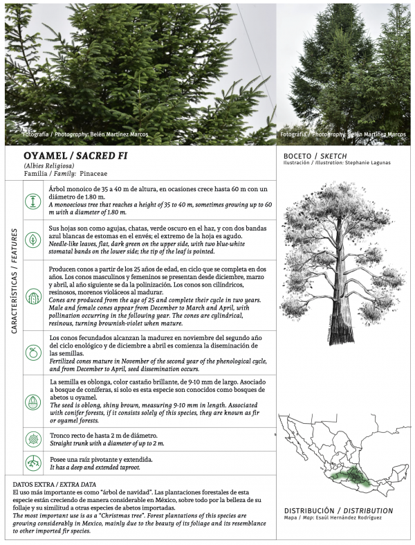 Oyamel - Revista Landuum