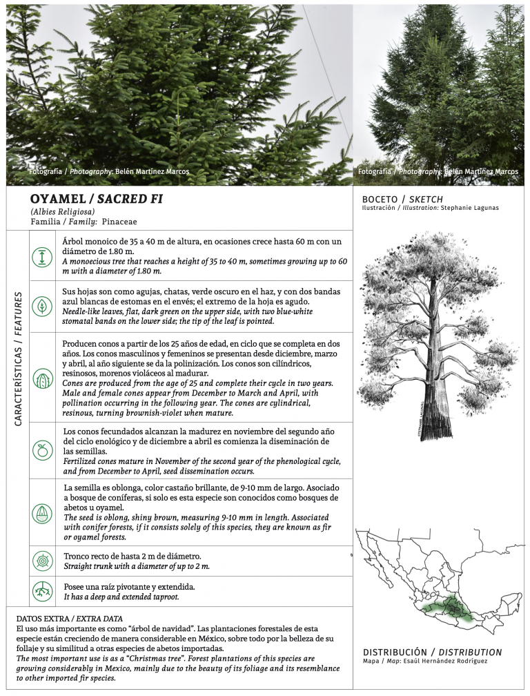Oyamel - Revista Landuum