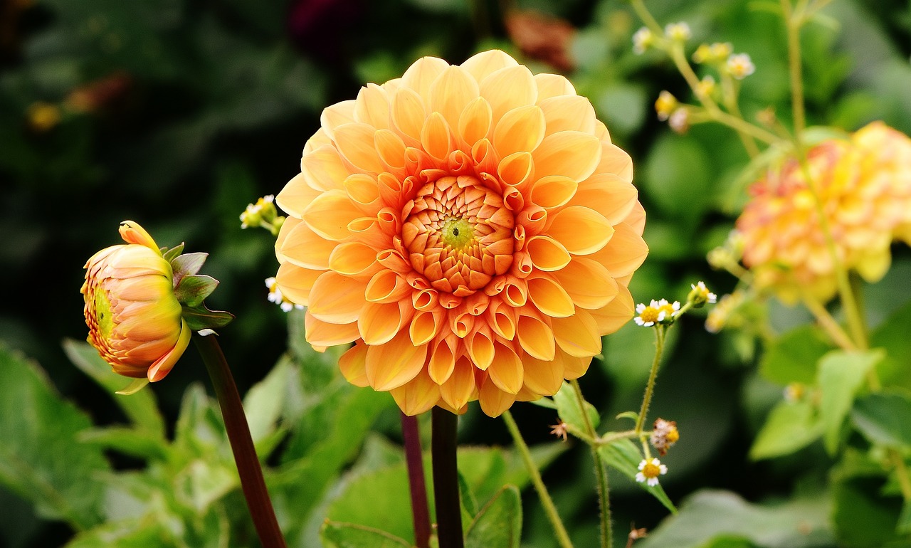 Dahlia, the representative flower of Mexico. - Revista Landuum