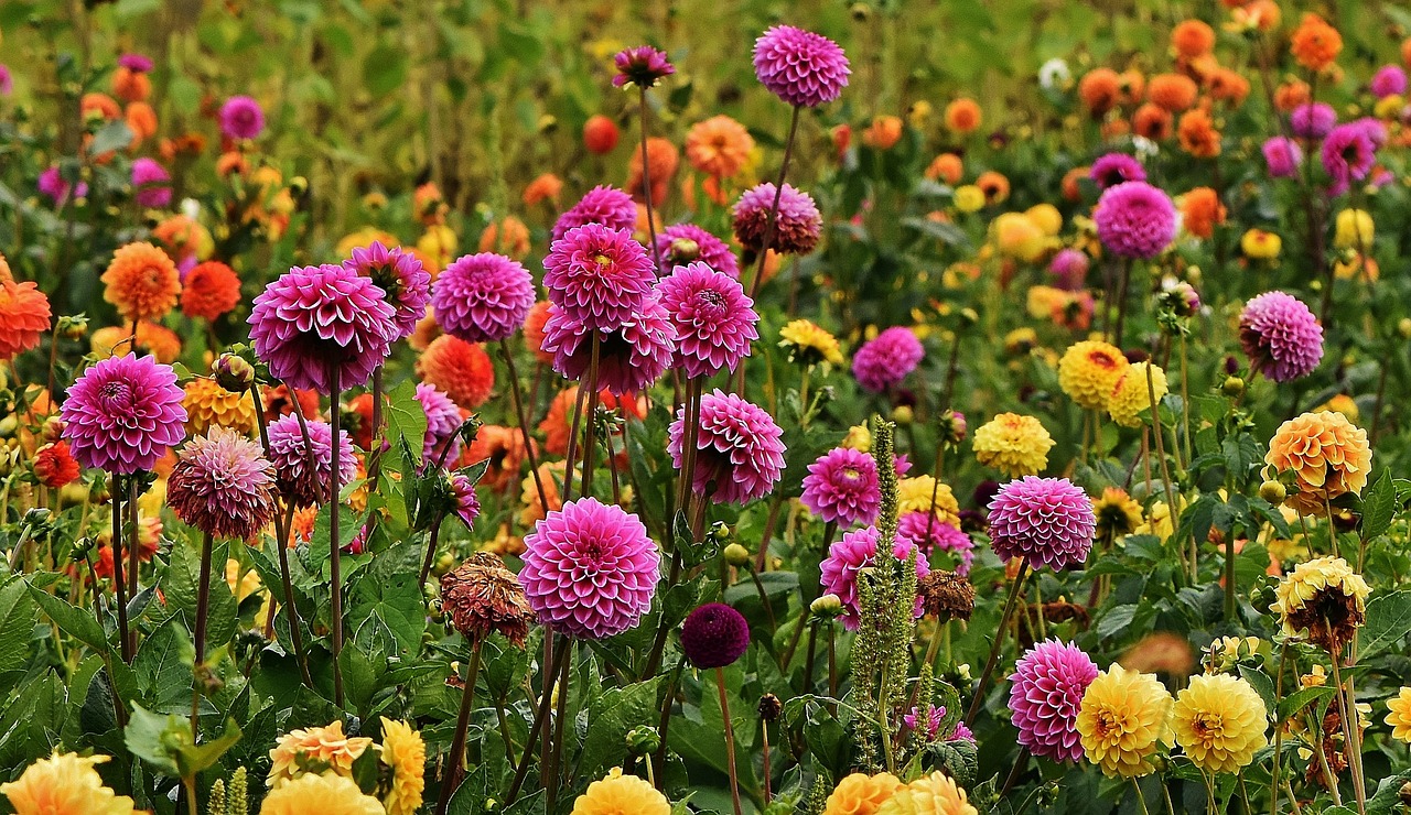 Dahlia, the representative flower of Mexico. - Revista Landuum