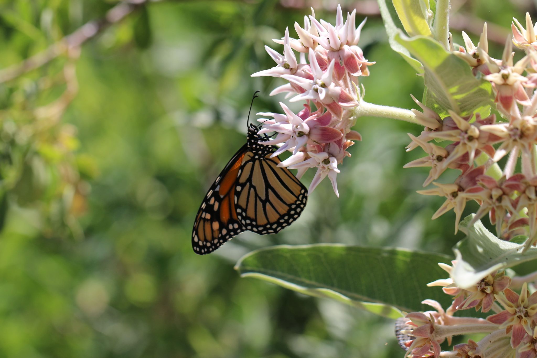 Interview with Angela Laws / The Xerces - Revista Landuum