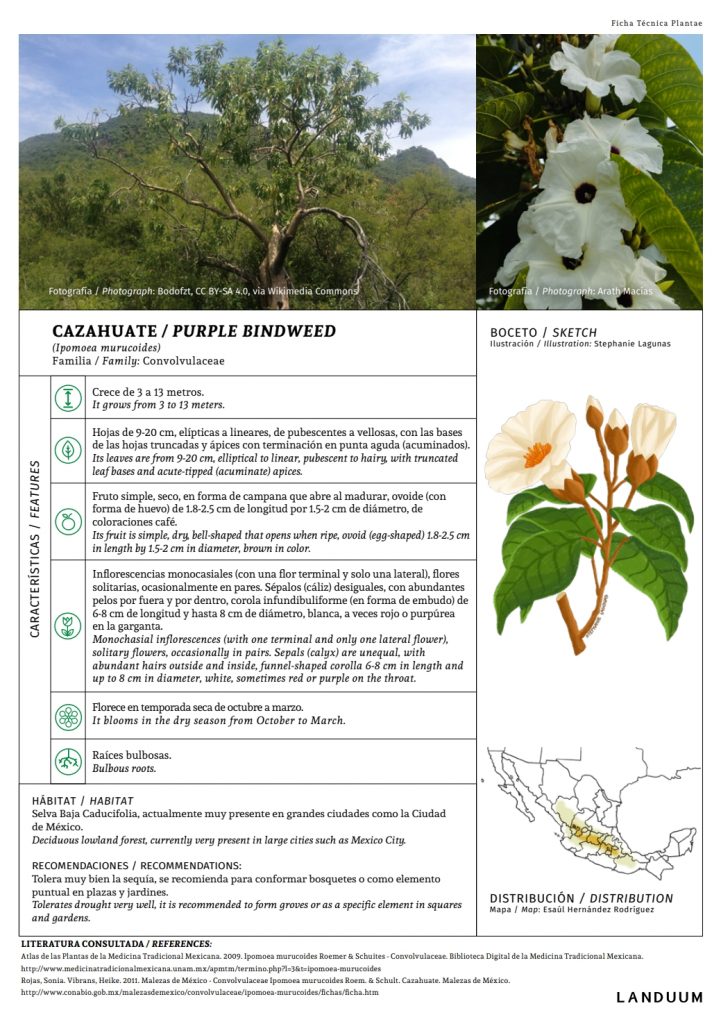 Cazahuate - Revista Landuum