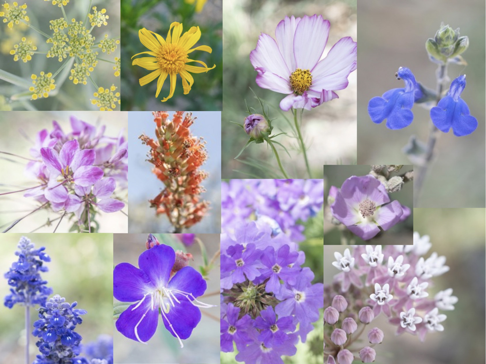 Jardín Naturalista Colibrí - Revista Landuum
