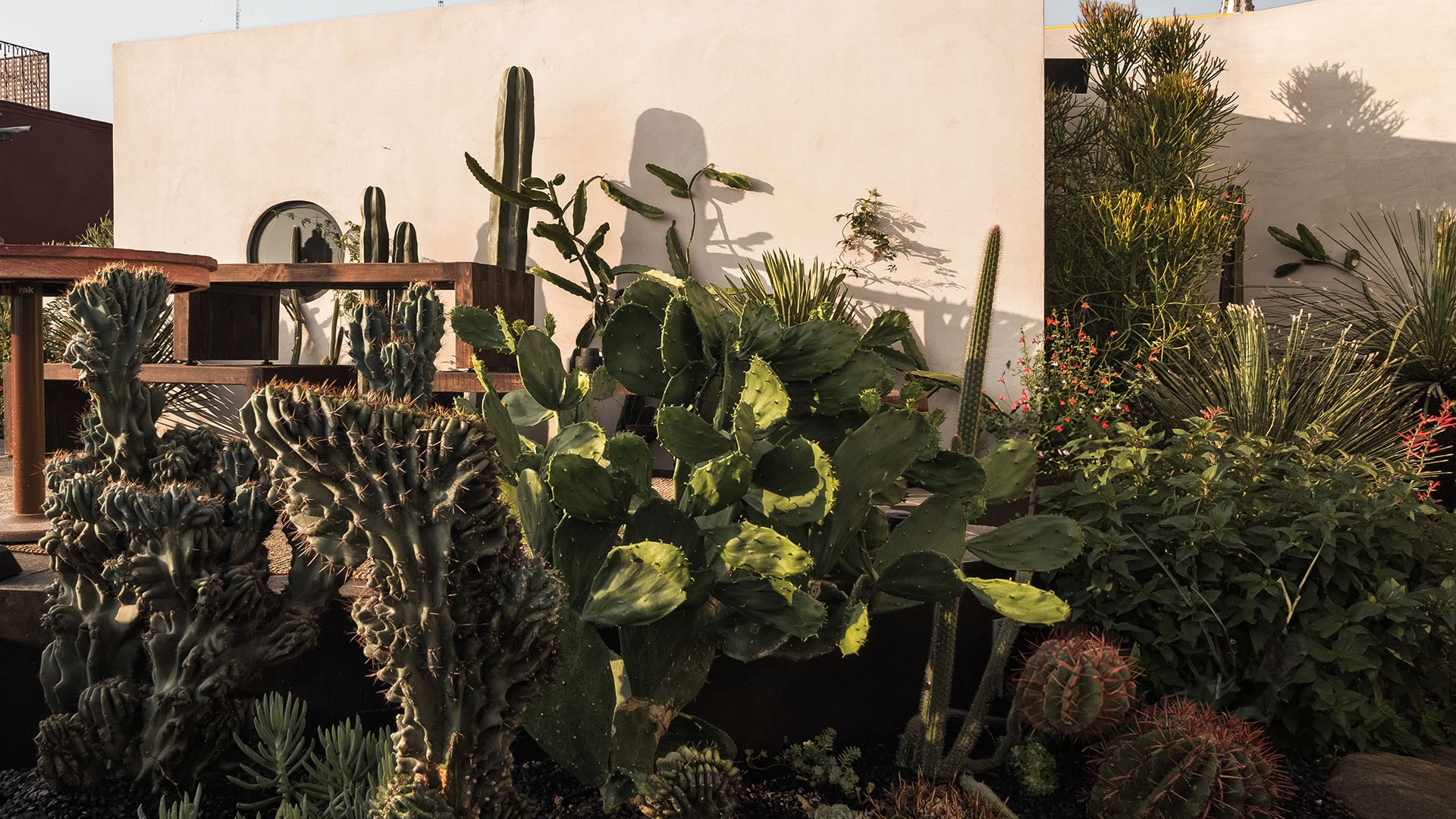 Altar: Un jardín botánico en las alturas de San Miguel de Allende ...