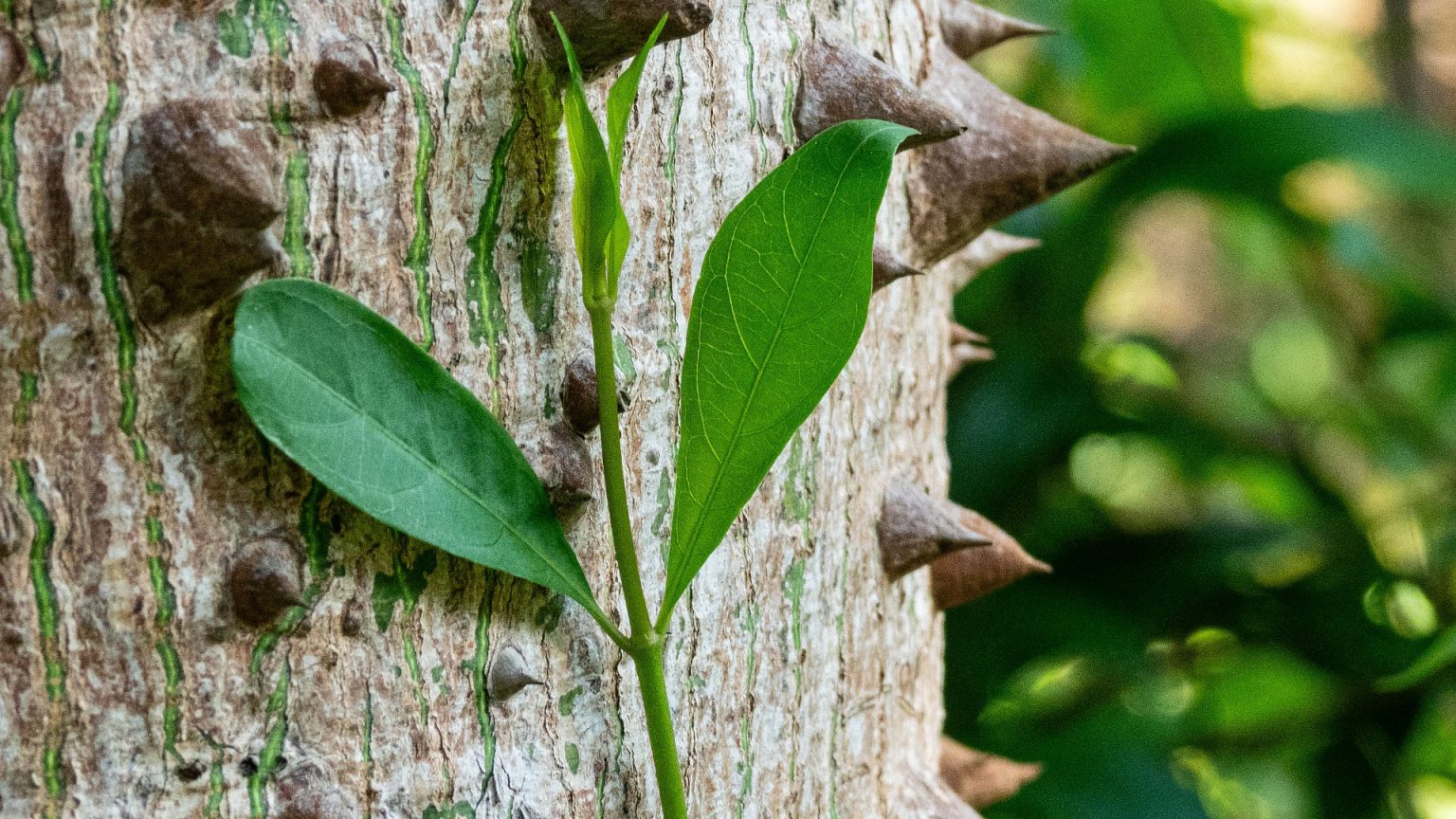 Senderos Verdes, rescatando la esencia de Tulum - Revista Landuum